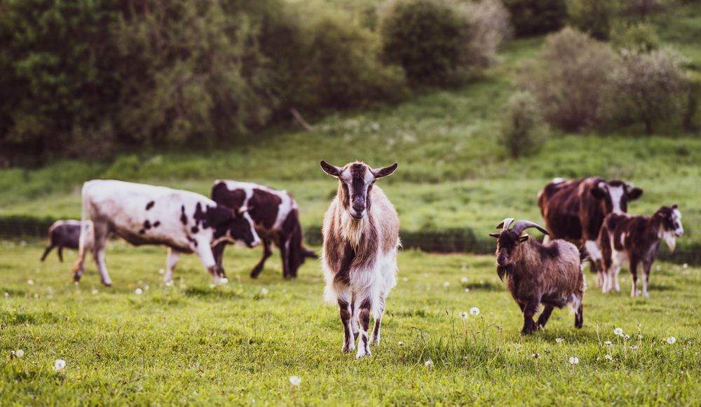 Compassion in Action: How to Save Farm Animals and Make a Difference ...